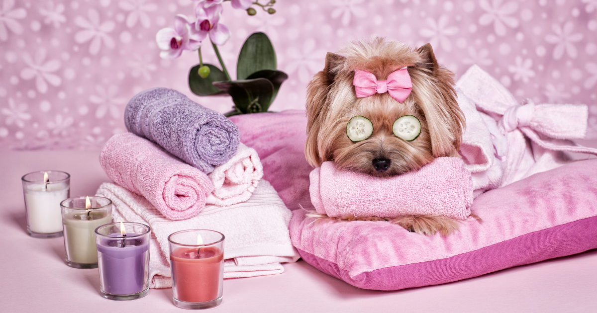 Glamping with Pets: Pet-Friendly Luxury Camping Destinations - Camper ...